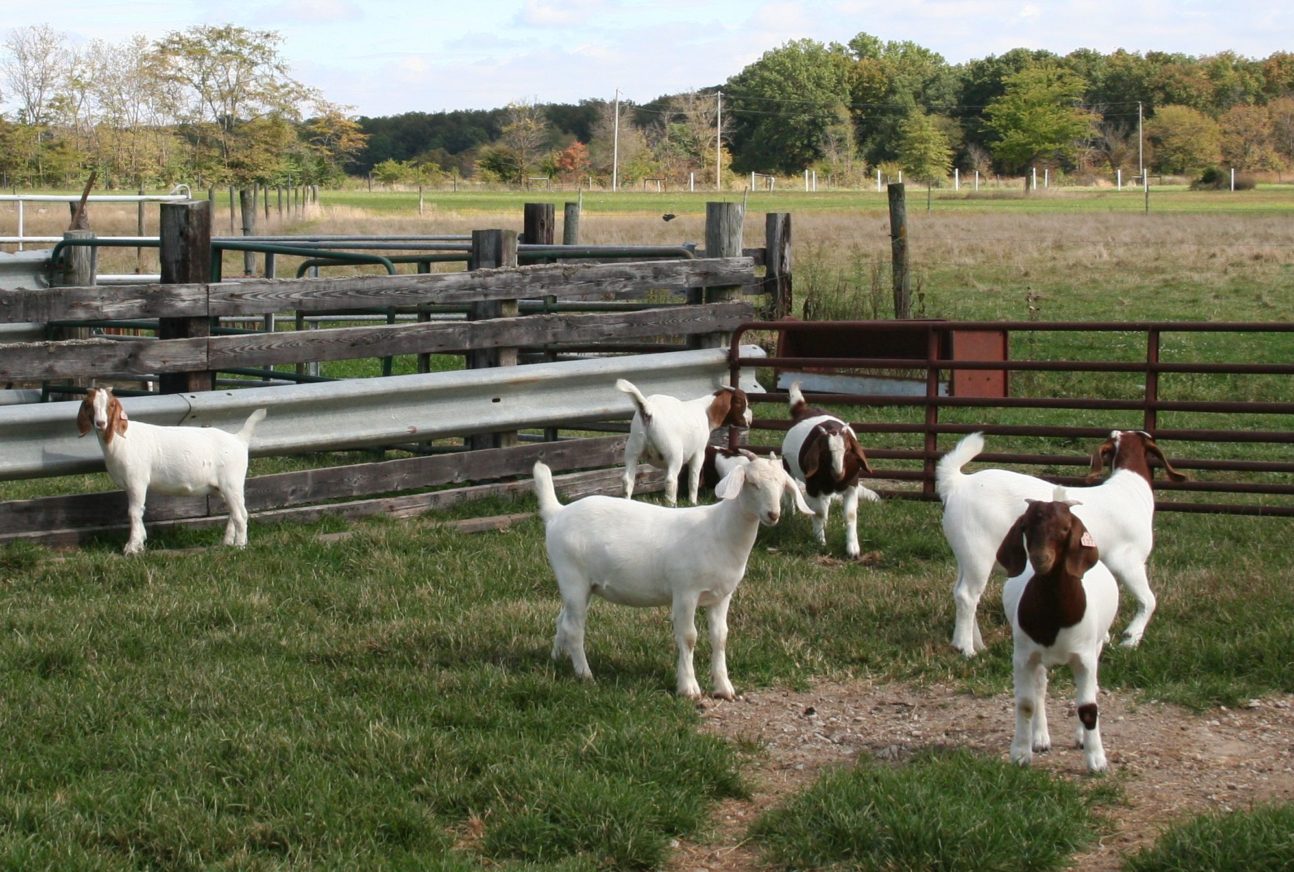 SNA Farms – ***Champion Boer Goat Bloodlines – Productive Breeding Stock***