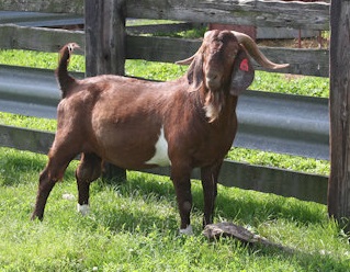 Sale Goats – SNA Farms